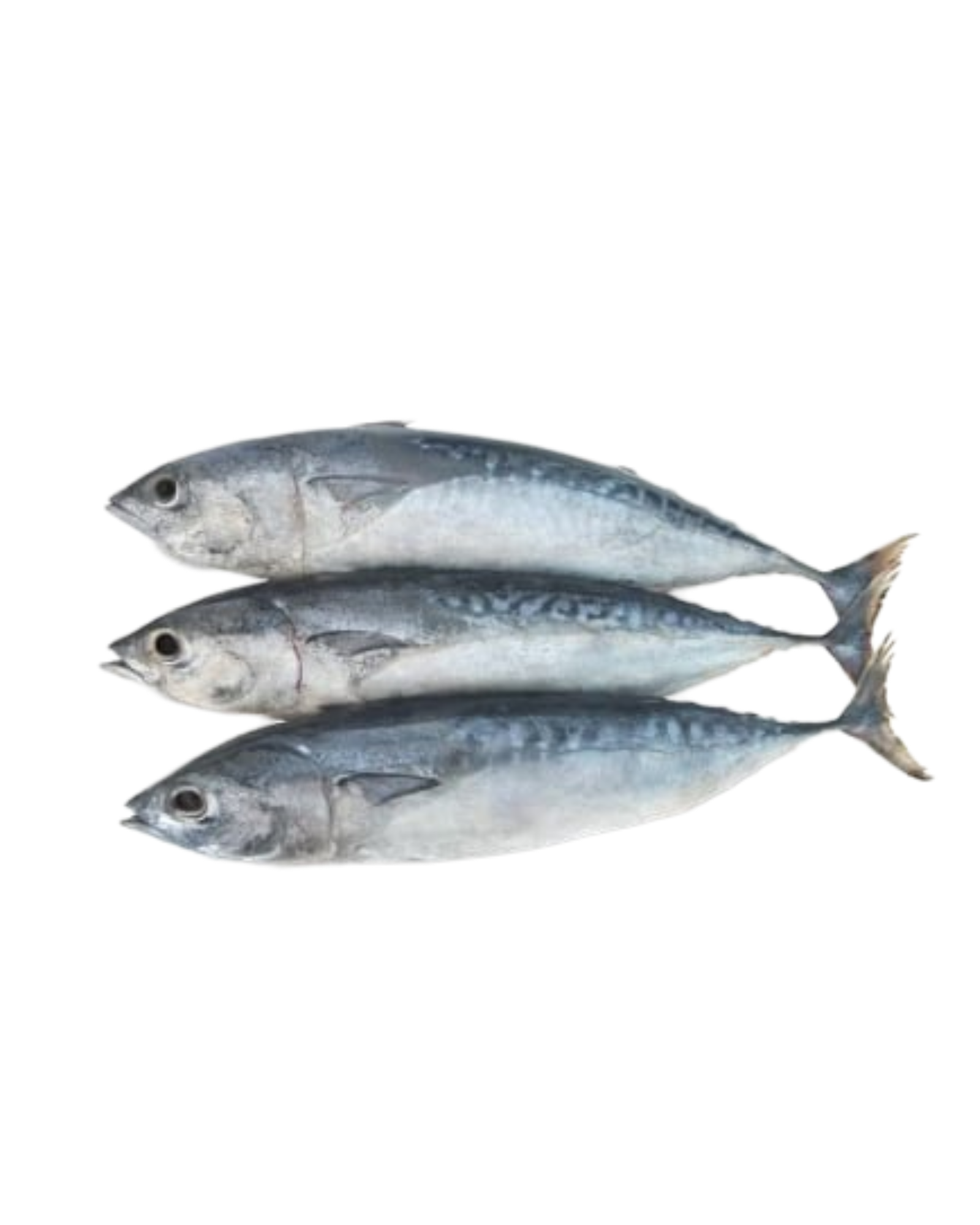 Sea Treasure Tulingan (Bullet Tuna) 1 kg – Cabayan Mart